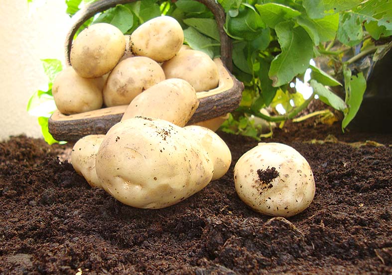 Buy Foremost Seed Potatoes 2KG UK | First Early Variety – Thorns DIY
