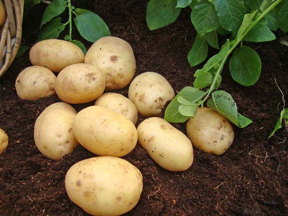 Buy Nadine Seed Potatoes 2KG UK | Second Early Variety – Thorns DIY