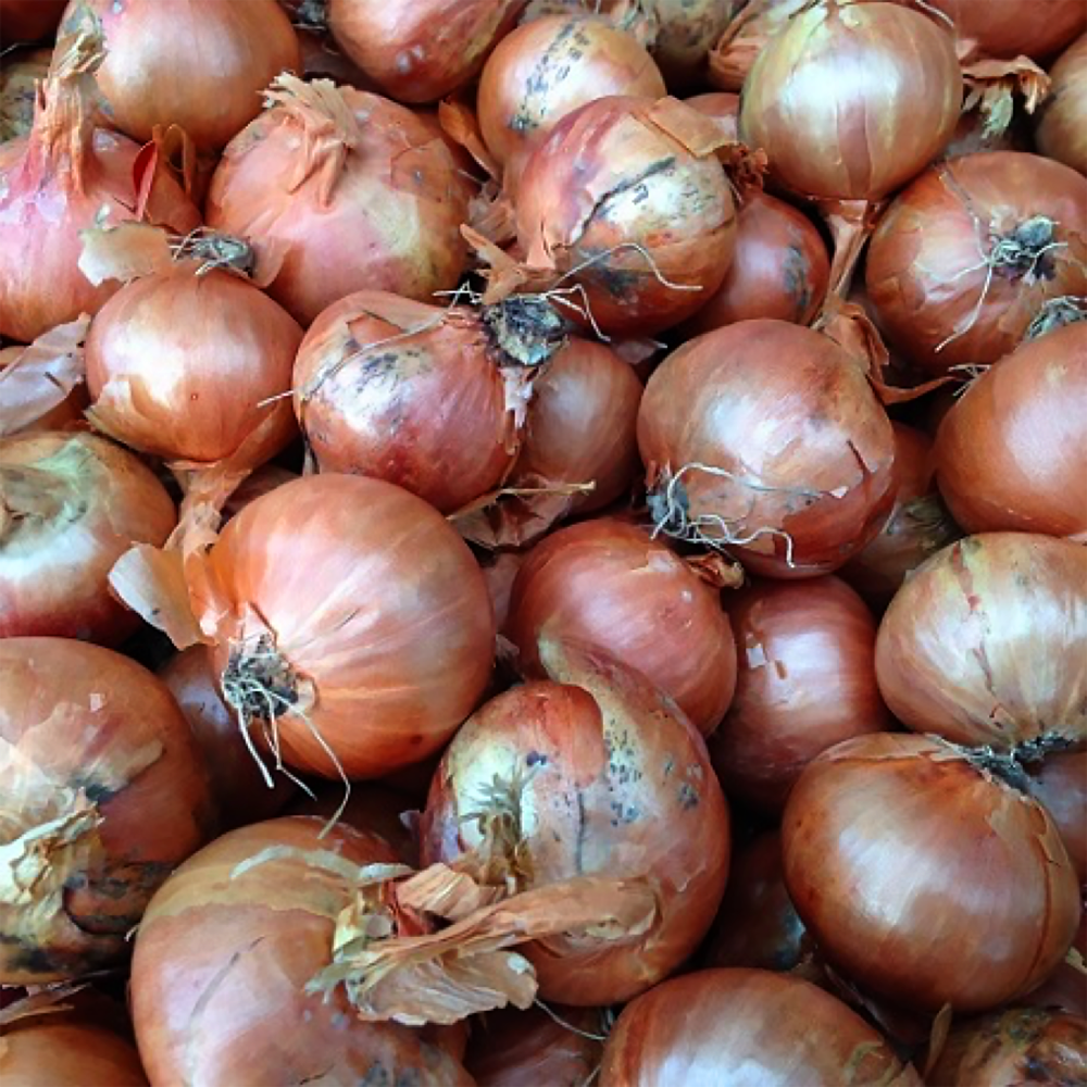 Shallot 'Red Sun' Pack of 15 bulbs | Thorns DIY
